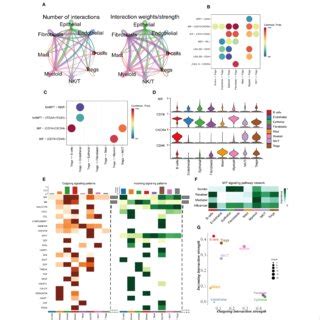Cellular Interactions Analysis A Showing The Number And Intensity Of Download Scientific