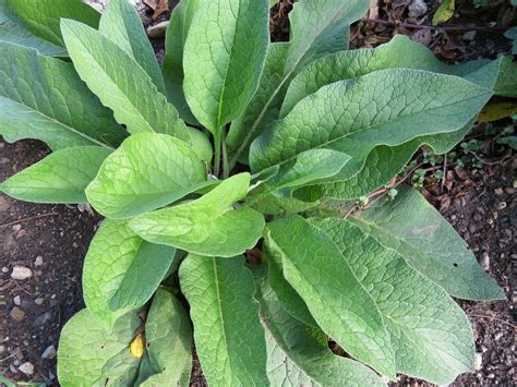 Everything You Need To Know About The Amazing Comfrey Plant Garden