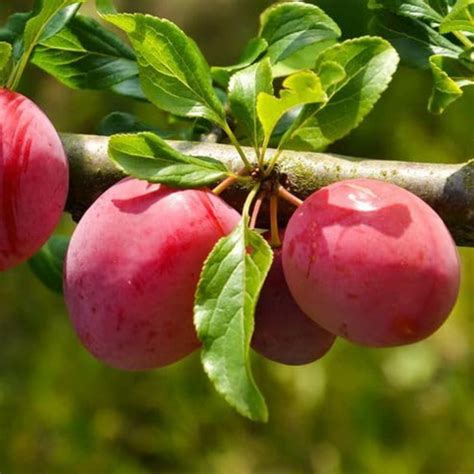 Aloo Bukhara Grafted Tree Juicy Summer Plum With Tangy Sweet Flavor