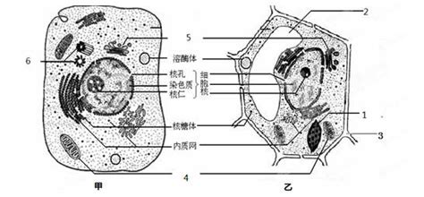 小麦叶表皮细胞结构图 细胞图 植物细胞图 第4页 大山谷图库
