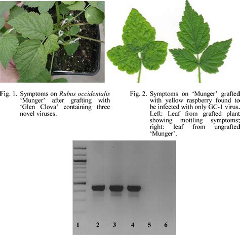 Figure 1 From Characterization Of Three Novel Viruses Infecting Raspberry Semantic Scholar