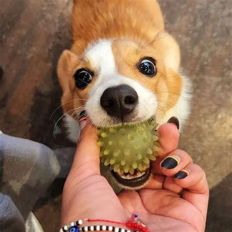 The Best Ways To Exercise Your Dog Indoors