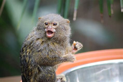 Süsser Kleiner Affee Bild And Foto Von Nessy Hennef Aus Affen
