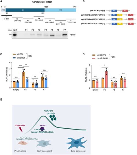 Increased Ankrd1 Levels In Early Senescence Mediated By Rbms1 Elicited