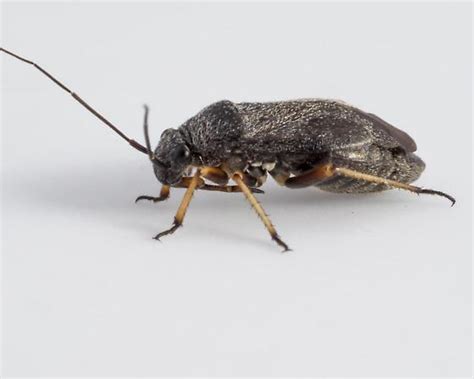 Small Bug Irbisia Bugguide Net