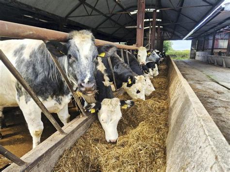 Thrive Lice Issues Resurface In Treated Cattle Free