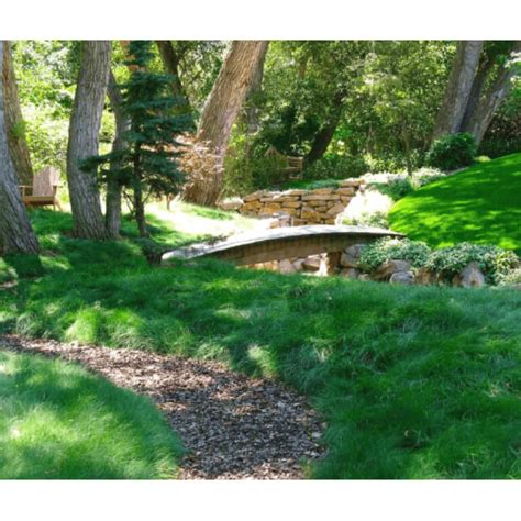 Shop Fine Fescue Grass Seed Natures Seed