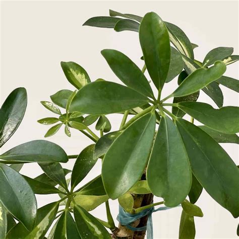 بونسای شفلرا سبز طراحی فضای سبز و فروش اینترنتی گل و گیاه