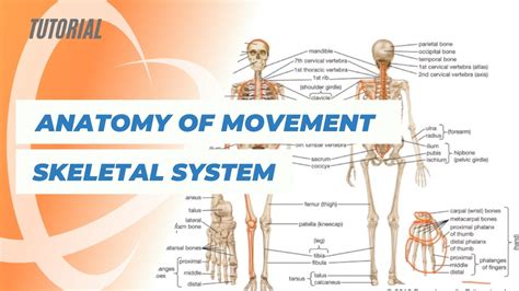 Anatomy Of Movement Course Skeletal System Lesson Youtube