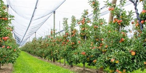 3 Types Of Hail Netting You Need To Know Eyouagro 3 Types Of Hail Netting You Need To Know Eyouagro