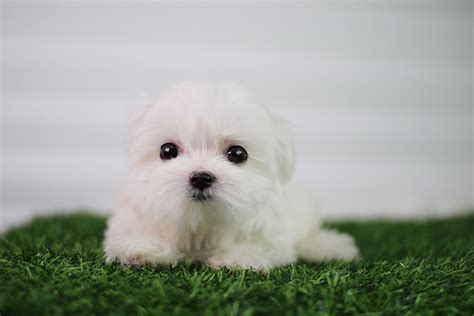 싸개싸개 무료강아지분양사이트