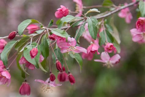 Crabapple Ruby Tears For Sale Online Shop Stuarts Stuarts Landscaping And Garden Center Inc