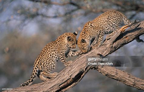 Leopard Cubs Playing
