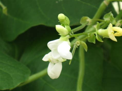植物編のマメ科のインゲンマメ