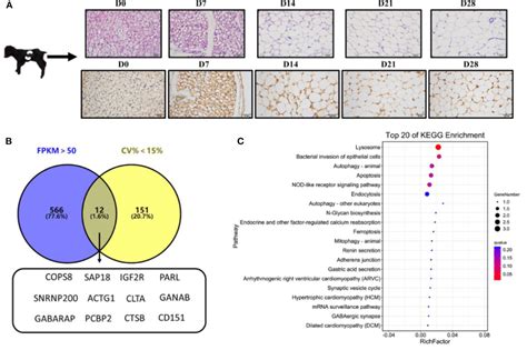 Figure 1 From Transcriptome Based Selection And Validation Of Optimal