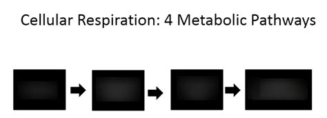 Done 4 Metabolic Pathways Of Cellular Respiration Diagram Quizlet