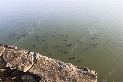 즉석에서 연못 속 물고기 떼 배경 물고기의 학교 농촌 풍경 물고기 배경 일러스트 및 사진 무료 다운로드 Pngtree