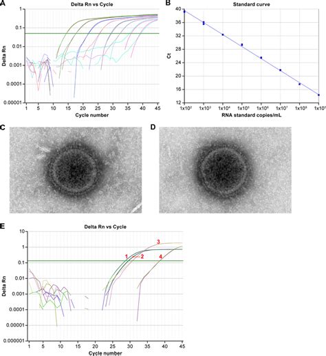 Amplification Of T7 Generated Rna Synthetic Transcripts A Download Scientific Diagram