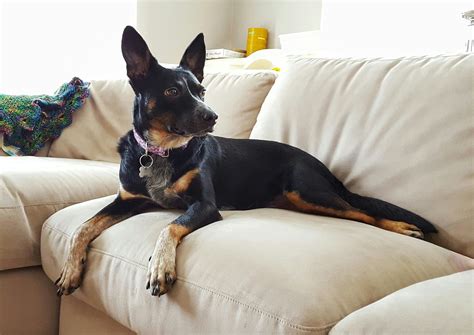 Blue Heeler Doberman Mix