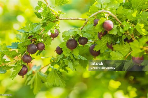 수풀에 빨간 구즈 베리 익은 육즙이 많은 여름 딸기 에코 농장 지속 가능한 개발 건강 식품 채식주의자 지속가능성 구스베리에 대한 스톡 사진 및 기타 이미지 Istock