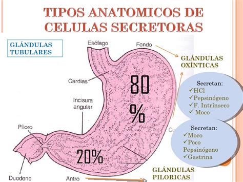 Secrecion Gástrica