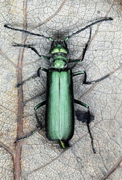 Mehr Zimt Mehr Sex Der Spiegel