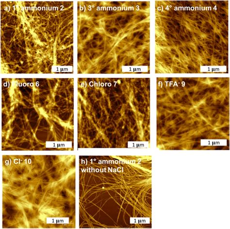 3 D Fibrous Network Observed From Hydrogel Made From A Primary