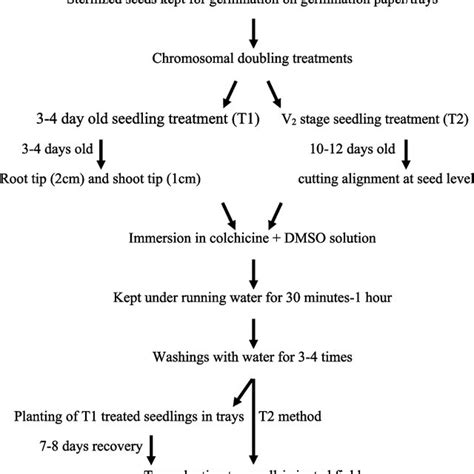 Flow Diagram Depicting The Workflow Of The Experiment Conducted