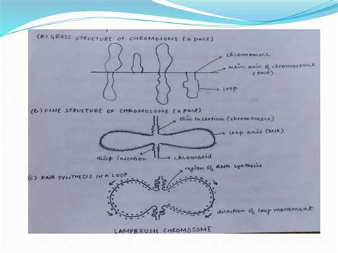 Nucleosome Pptx Genetics Science