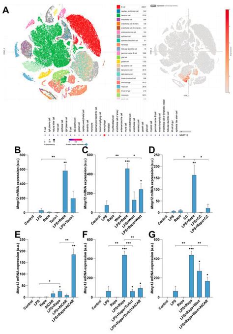 IJMS | Free Full-Text | RNA Expression of MMP12 Is Strongly Associated ...