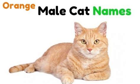 500 Male Cat Names Which Are Most Popular ⋏