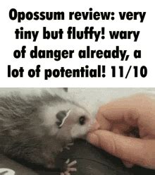 Opossumreview Pfp Opossumreview Profile Pics