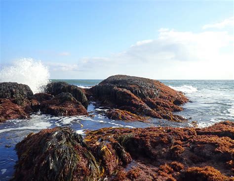 Seaweed And Algae Canadian Museum Of Nature