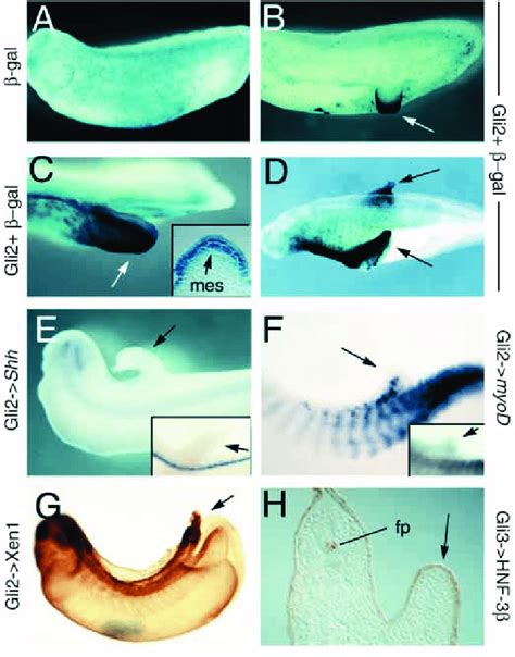 Gli2 And Gli3 Induce Ectopic Tail Development A D Expression Of