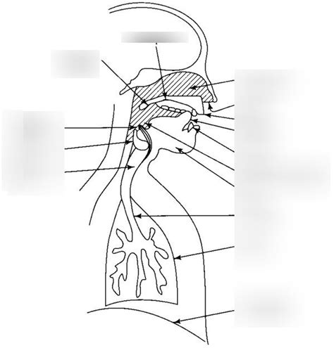 Phonatory System Part 2 Diagram Quizlet