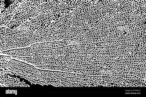 Skeleton Leaf Background Not Ai Vector Illustration Stock Vector