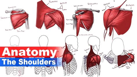 Anatomy Of Shoulders The Anatomy Of The Shoulder