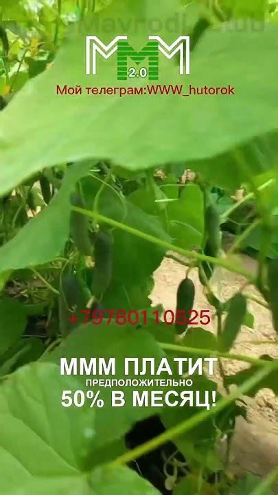 Огурцы Крым Садовое Оптовая продажа овощей Youtube
