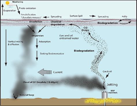 Oil Biodegradation