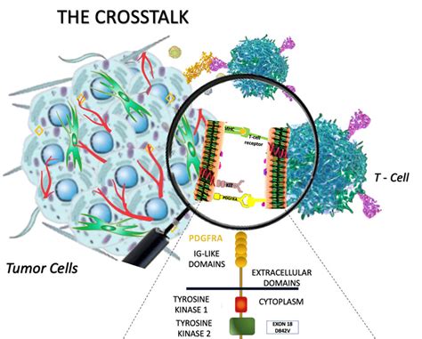 The Crosstalk Between Tumor Cells And T Lymphocytes In Gist