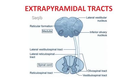 Reticulospinal Tract