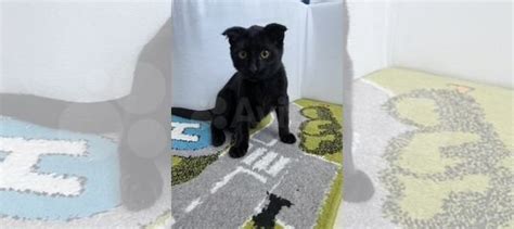 Шотланская вислоухая метис купить в Севастополе Животные и зоотовары Авито