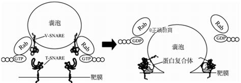囊泡图片 囊泡的形成 囊泡 第3页 大山谷图库