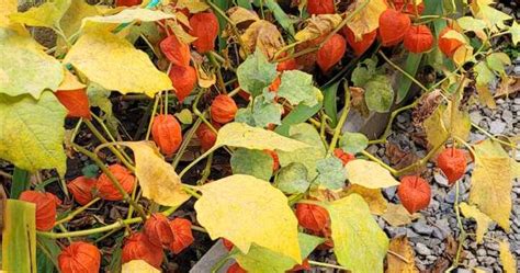 First And Second Conditional Тест Англійська мова