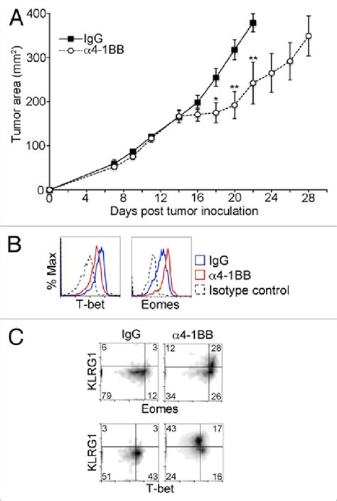 Enhanced Eomes Expression And Diminished T Bet Expression In Cd8 Cd44 Download Scientific