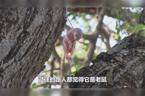 男子捡回一只小黑狗狗狗将其带大却发现这哪里是狗啊 小黑 狗狗 男子