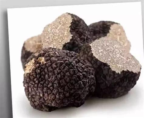 舌尖上的法国 黑松露Truffe noire 知乎