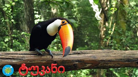 ვისწავლოთ გარეული ფრინველები Youtube