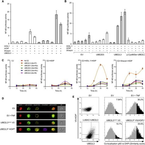 Ube2l3 Exerts Rate Limiting Control Over Lubac Mediated Nf κb