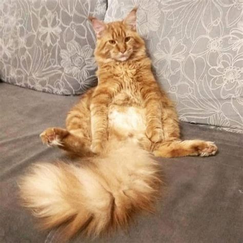 How To Tell The Sex Of A Kitten Tips Tricks The Goody Pet